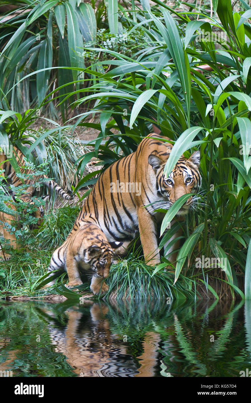Malayan female tiger on exhibit at the San Diego Zoo, CA US. This is ...