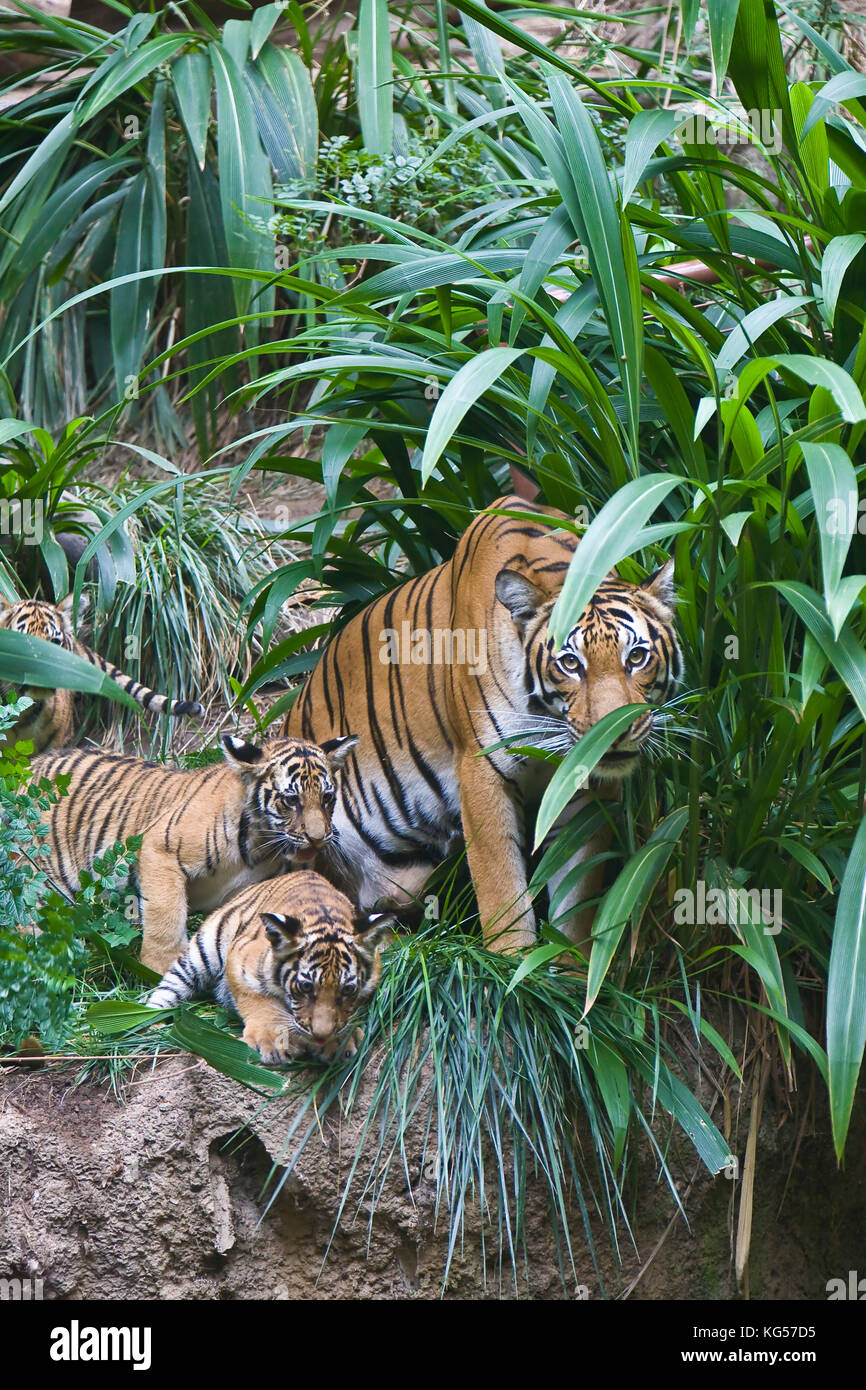 Malayan female tiger on exhibit at the San Diego Zoo, CA US. This is ...