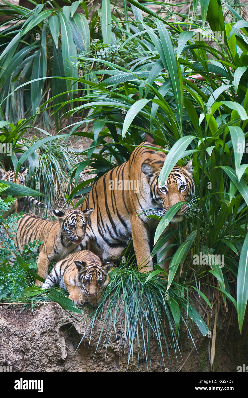 Malayan female tiger with cub in grass Stock Photo - Alamy