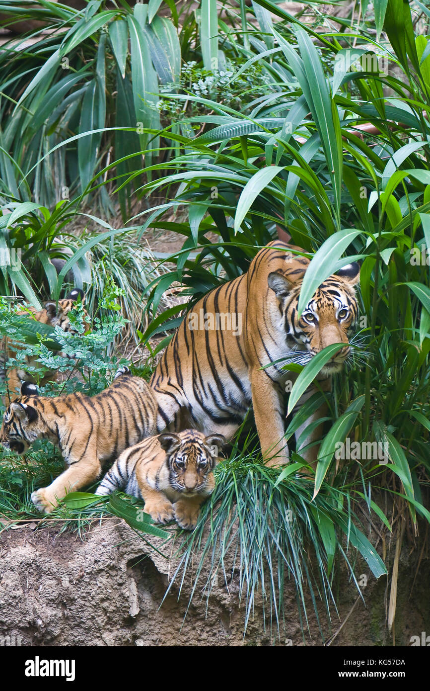 Smallest of the tiger subspecies High Resolution Stock Photography and ...