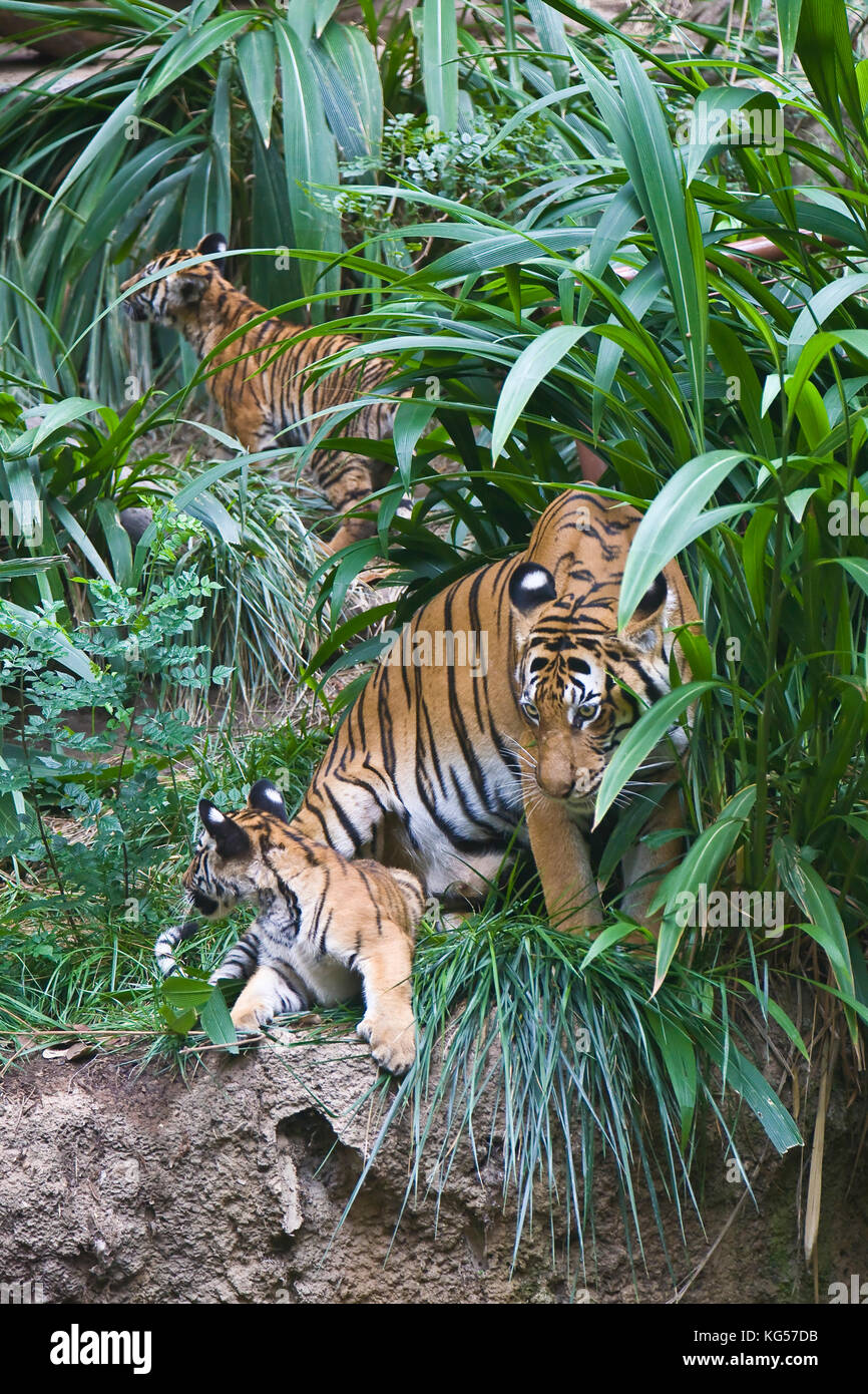Malayan female tiger on exhibit at the San Diego Zoo, CA US. This is ...