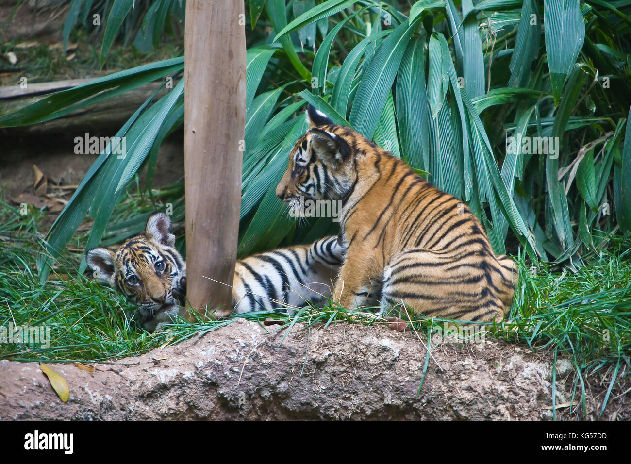 Smallest of the tiger subspecies High Resolution Stock Photography and ...