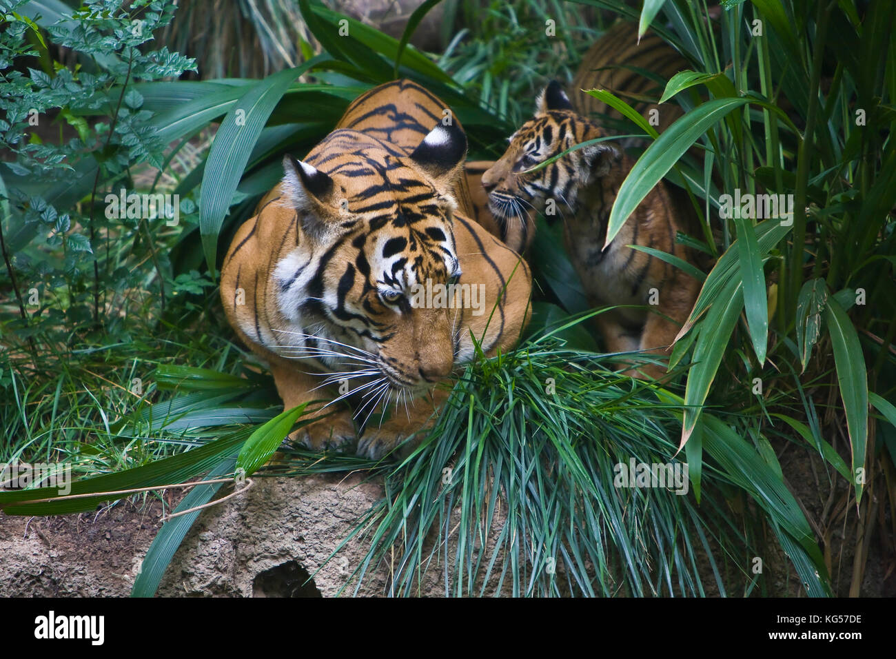 Smallest of the tiger subspecies High Resolution Stock Photography and ...