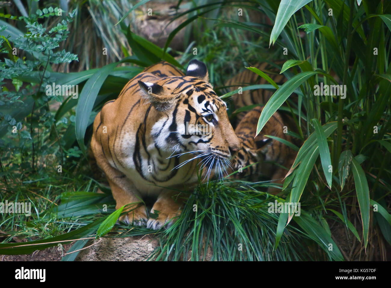 Smallest of the tiger subspecies High Resolution Stock Photography and ...
