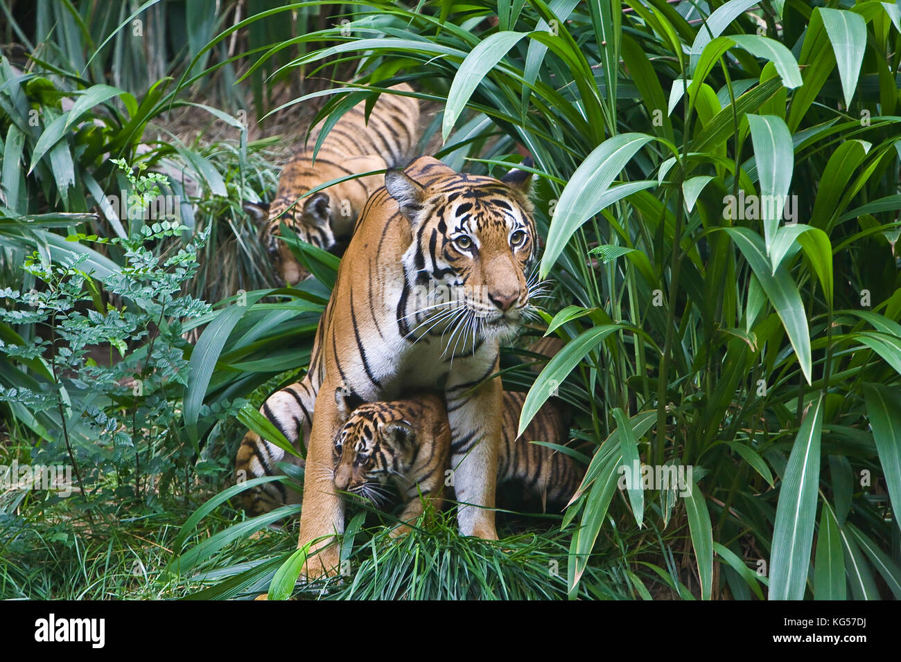 Smallest of the tiger subspecies High Resolution Stock Photography and ...