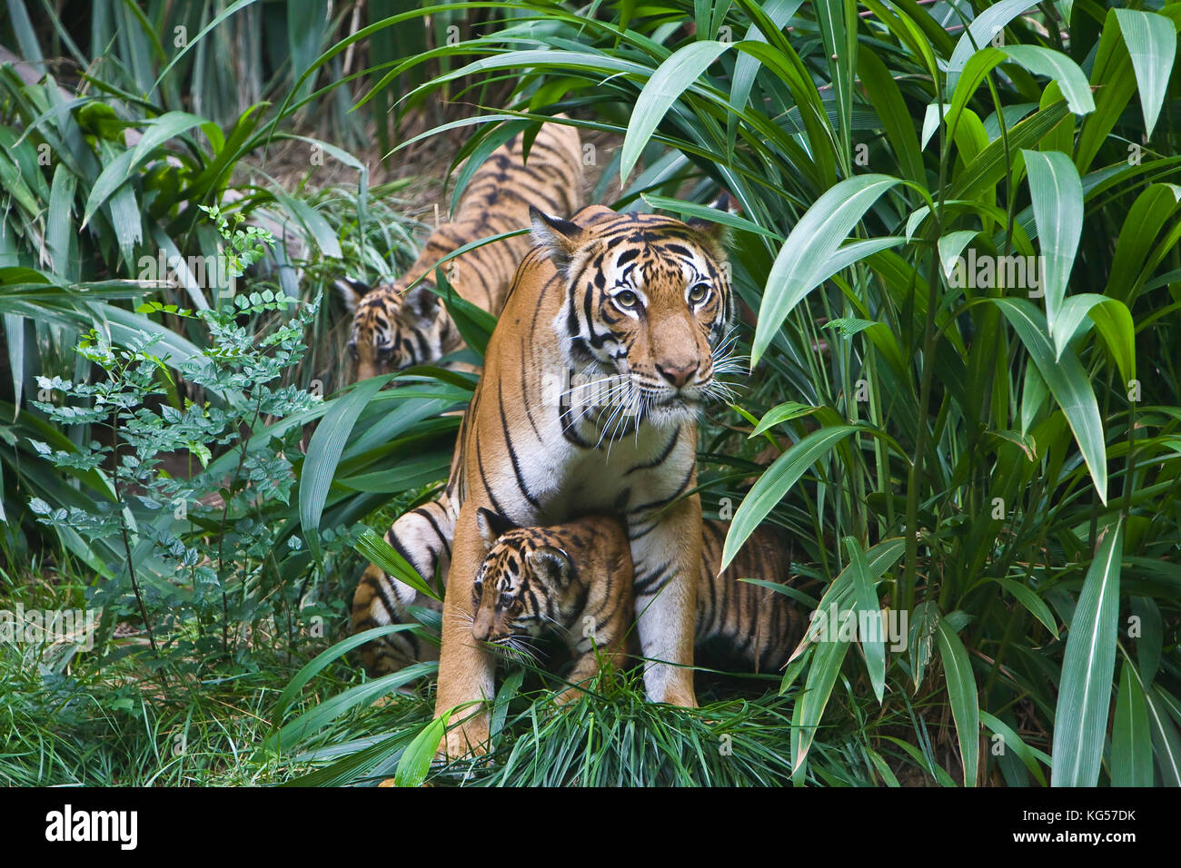 Malayan female tiger on exhibit at the San Diego Zoo, CA US. This is ...