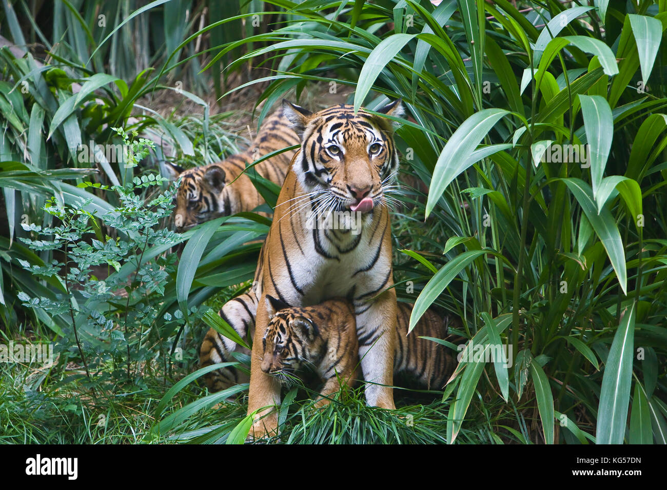 Malayan female tiger on exhibit at the San Diego Zoo, CA US. This is ...