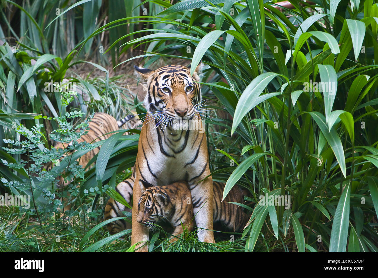Malayan female tiger on exhibit at the San Diego Zoo, CA US. This is ...