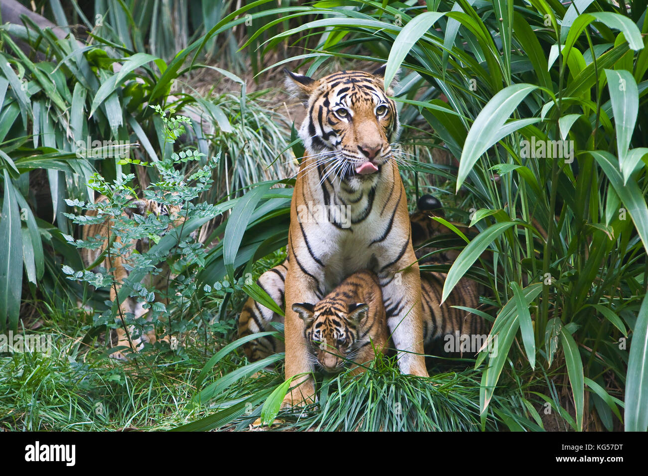 Malayan female tiger on exhibit at the San Diego Zoo, CA US. This is ...