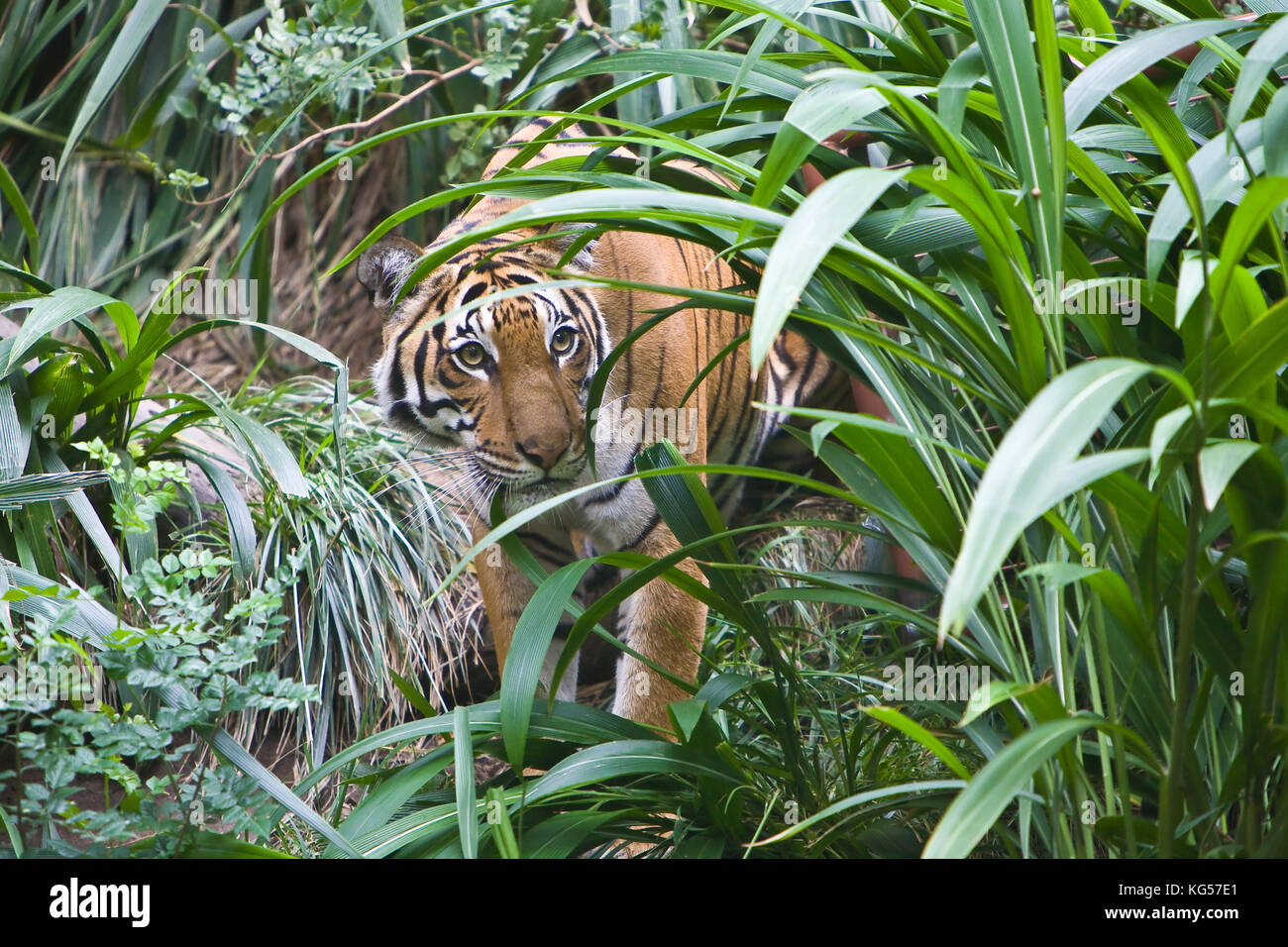Malayan female tiger in bushes. This is perhaps the smallest subspecies ...