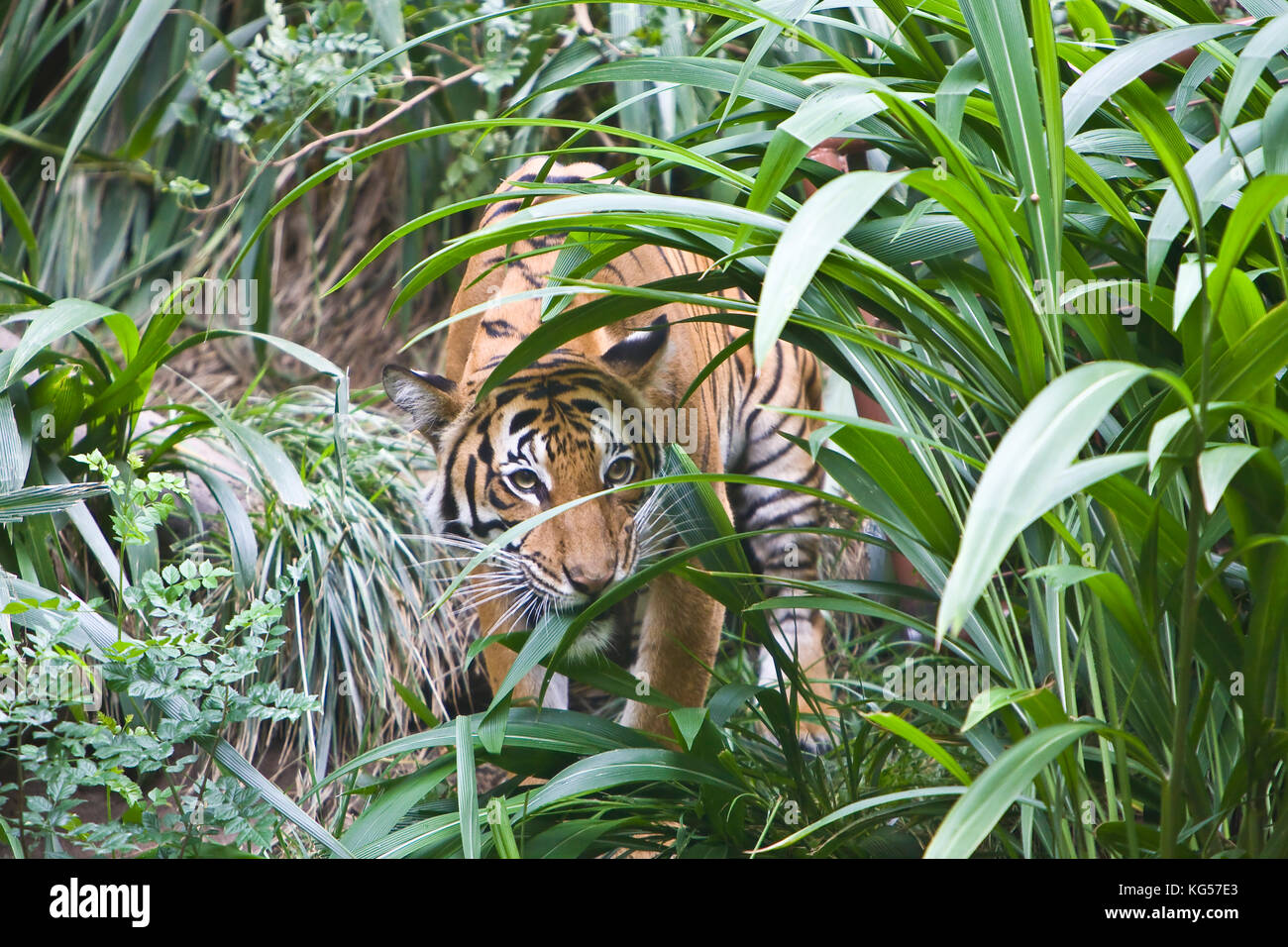Malayan female tiger in bushes. This is perhaps the smallest subspecies ...