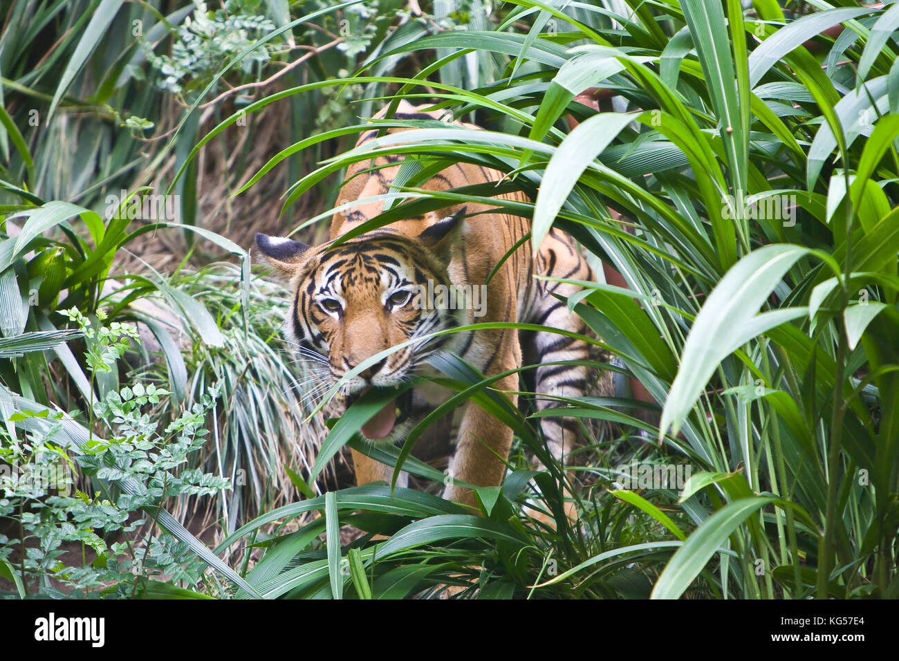 Smallest of the tiger subspecies High Resolution Stock Photography and ...