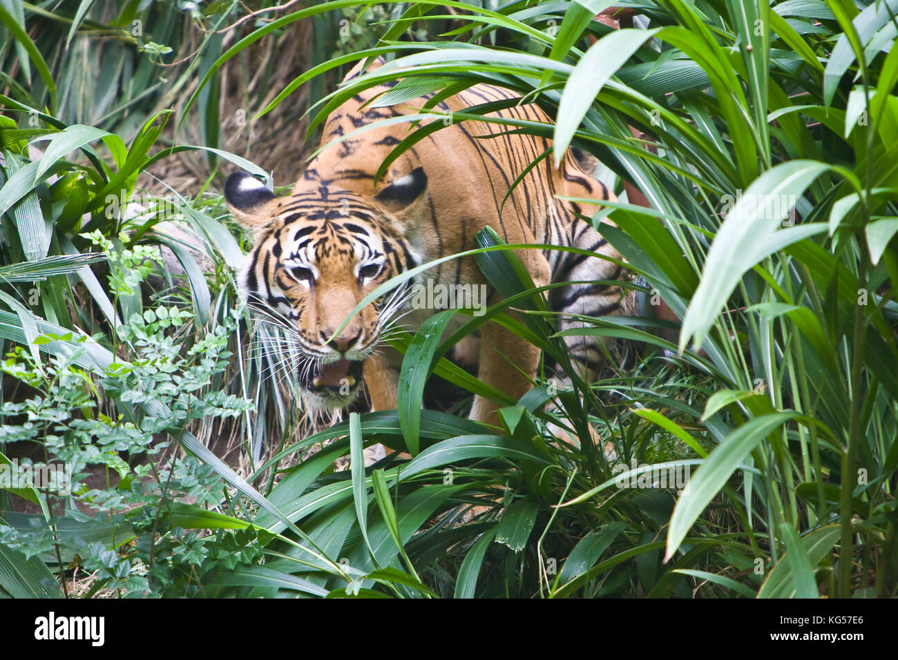 Malayan female tiger in bushes. This is perhaps the smallest subspecies ...