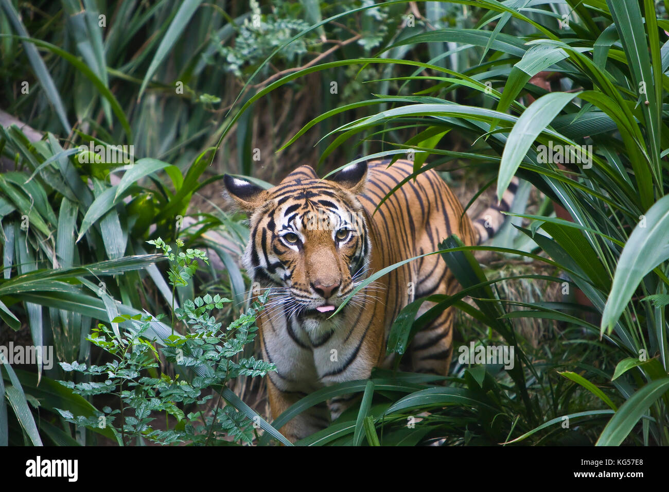 Malayan female tiger in bushes. This is perhaps the smallest subspecies ...