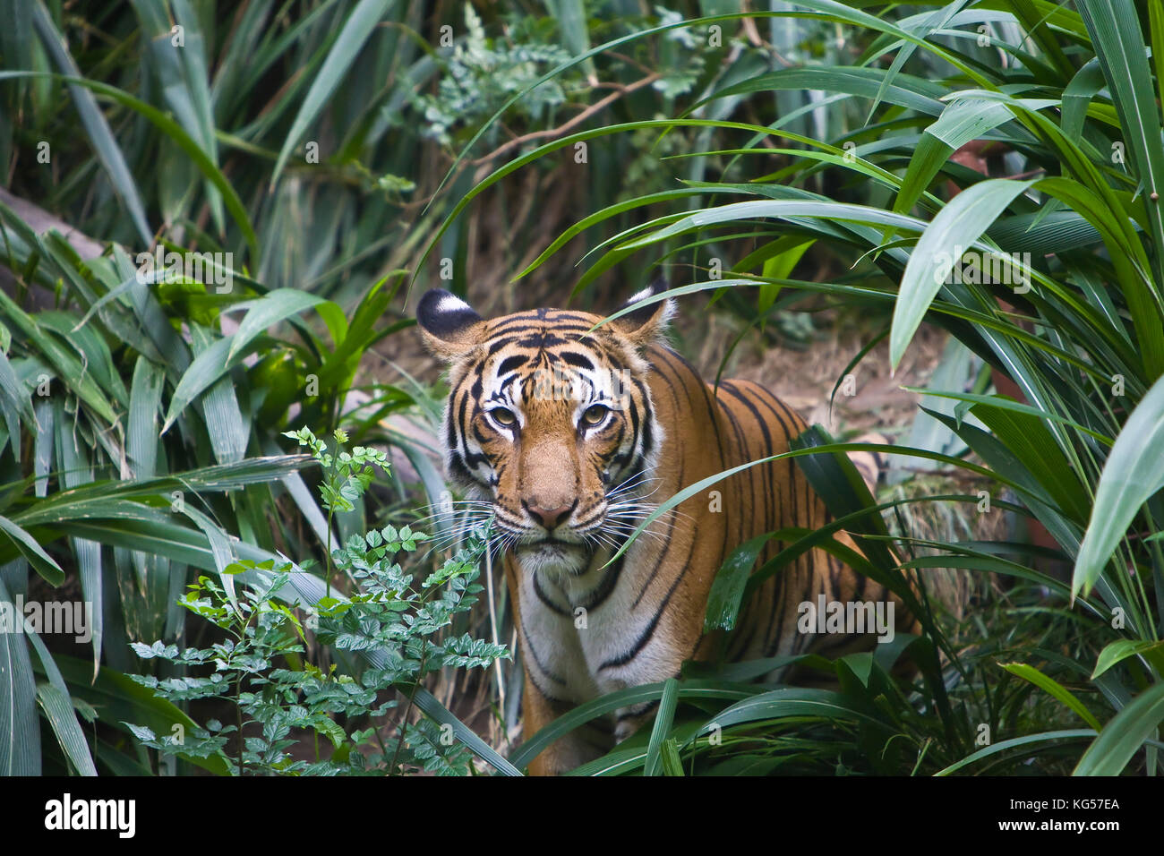 Malayan female tiger in bushes Stock Photo - Alamy