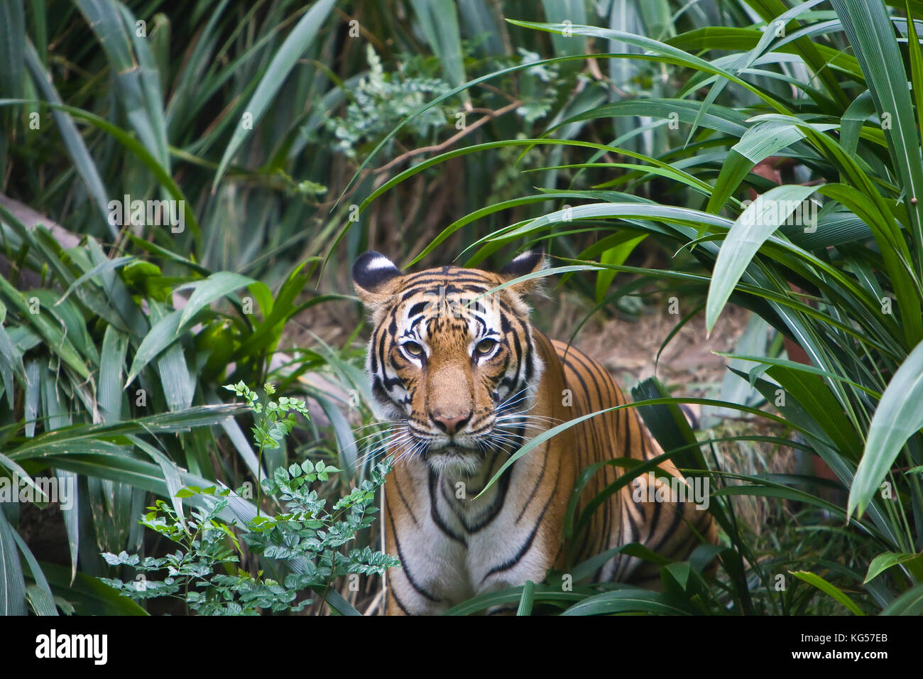 Malayan female tiger in bushes. This is perhaps the smallest subspecies ...