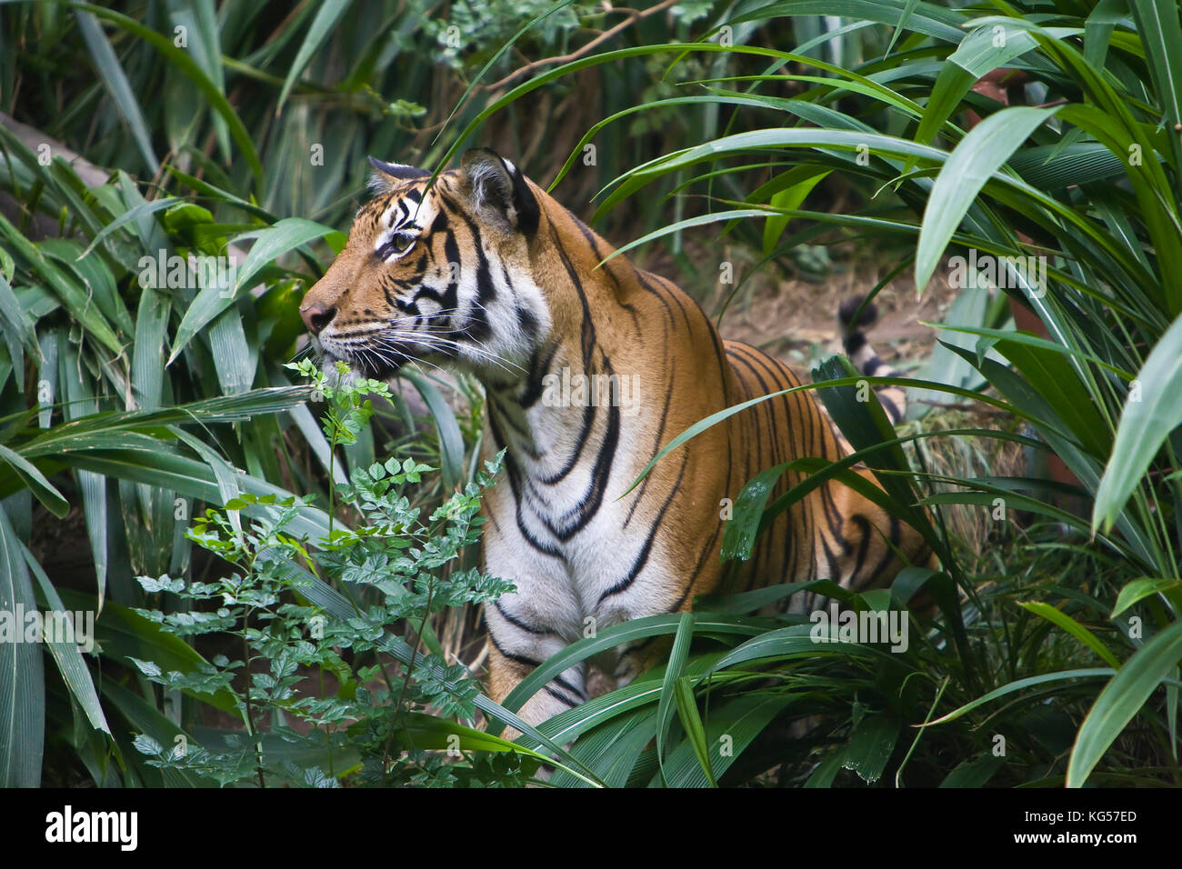 Malayan female tiger in bushes. This is perhaps the smallest subspecies ...