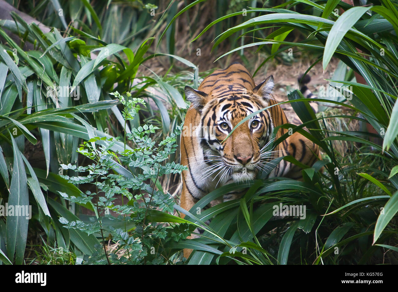 Indochinese female hi-res stock photography and images - Alamy