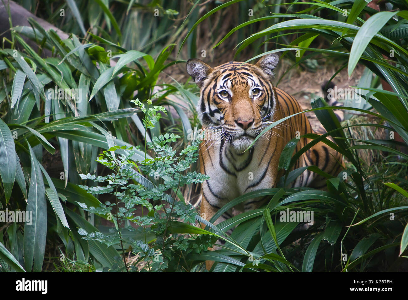 Malayan female tiger in bushes. This is perhaps the smallest subspecies ...