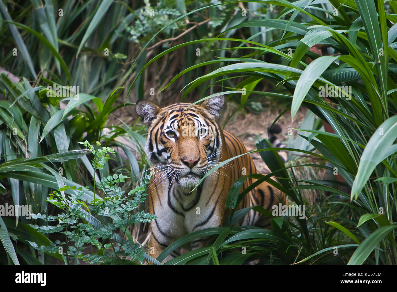 Malayan female tiger in bushes. This is perhaps the smallest subspecies ...