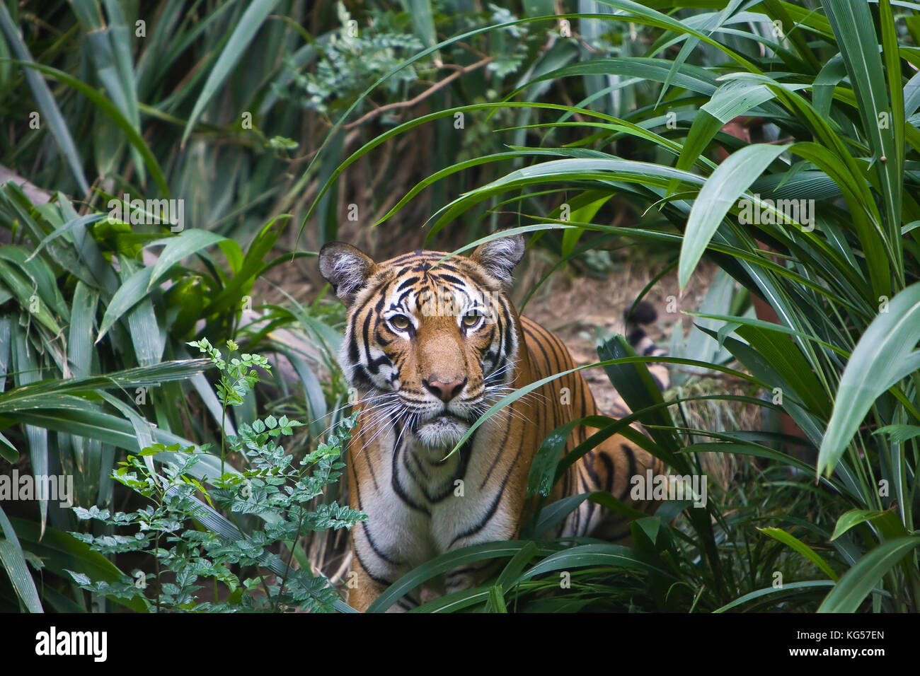 Malayan female tiger in bushes. This is perhaps the smallest subspecies ...