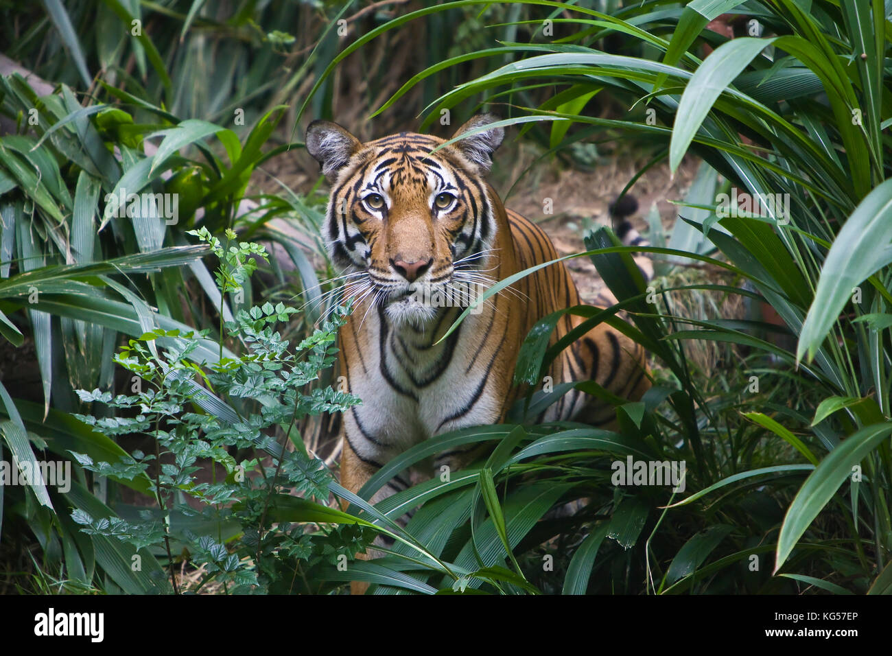 Malayan female tiger in bushes Stock Photo - Alamy