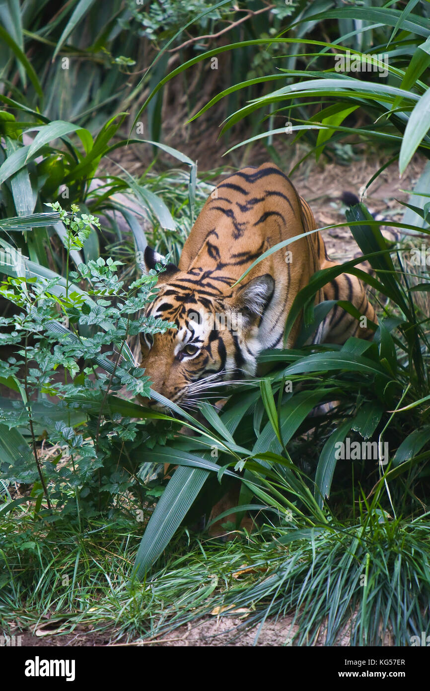 Malayan female tiger in bushes. This is perhaps the smallest subspecies ...