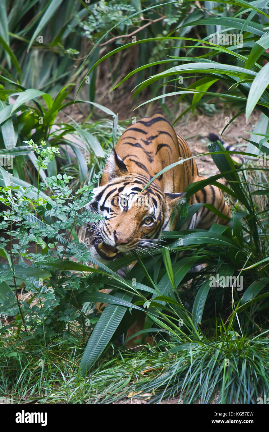Malayan female tiger in bushes. This is perhaps the smallest subspecies ...