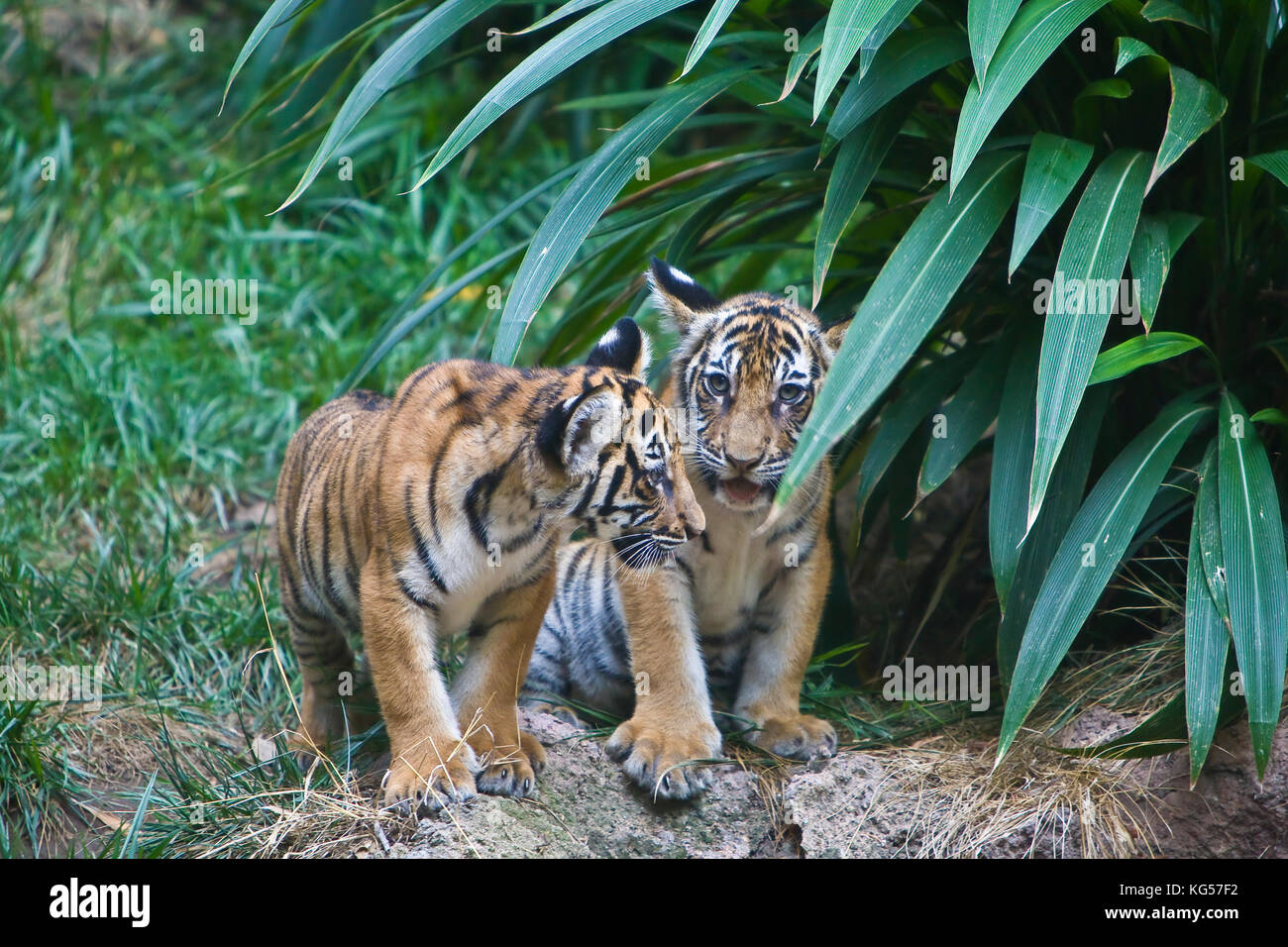 Malayan tiger cubs on exhibit at the San Diego Zoo, CA US. This is ...