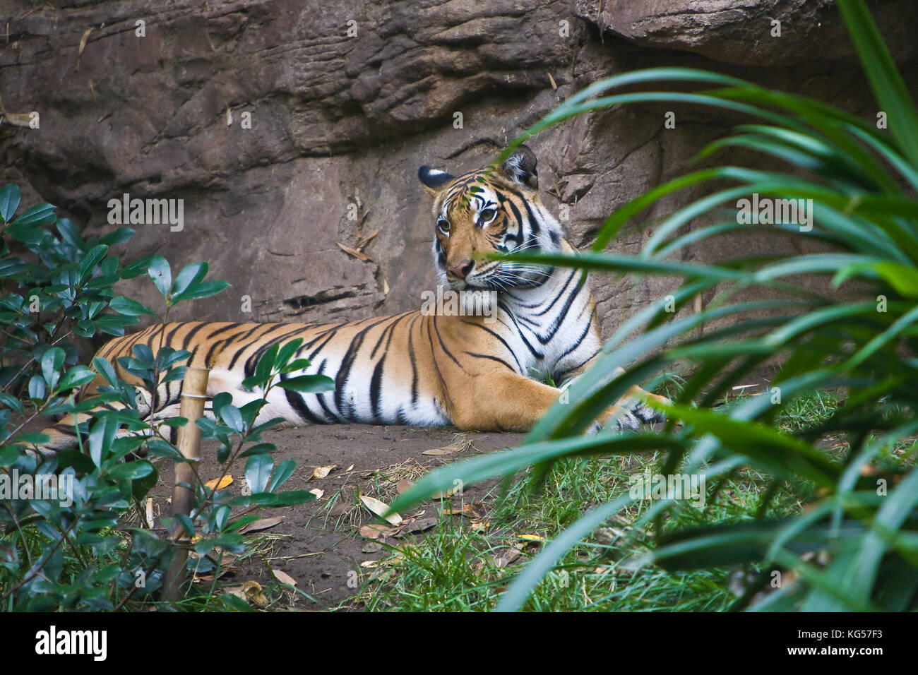 Malayan female tiger lying on rocky ledge. This is perhaps the smallest ...