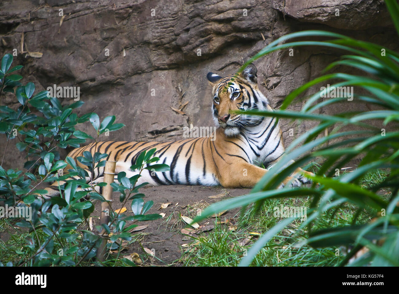 Malayan female tiger lying on rocky ledge. This is perhaps the smallest ...