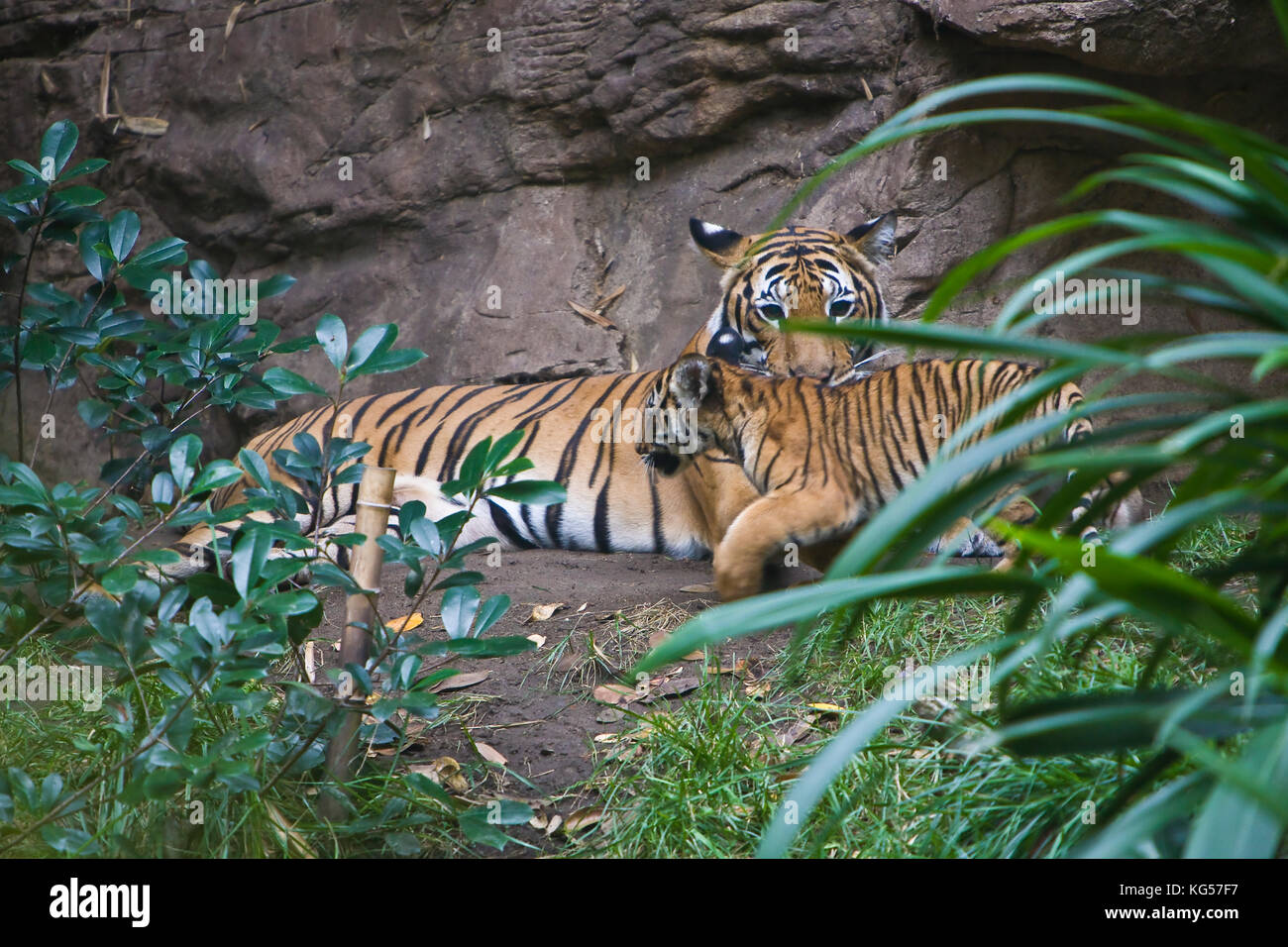 Malayan female tiger and cubs on exhibit at the San Diego Zoo, CA US ...