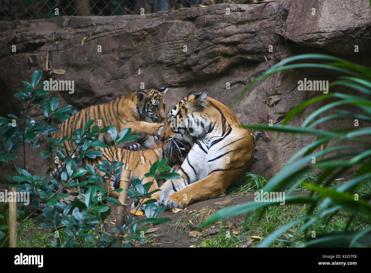 Malayan female tiger and cubs on exhibit at the San Diego Zoo, CA US ...