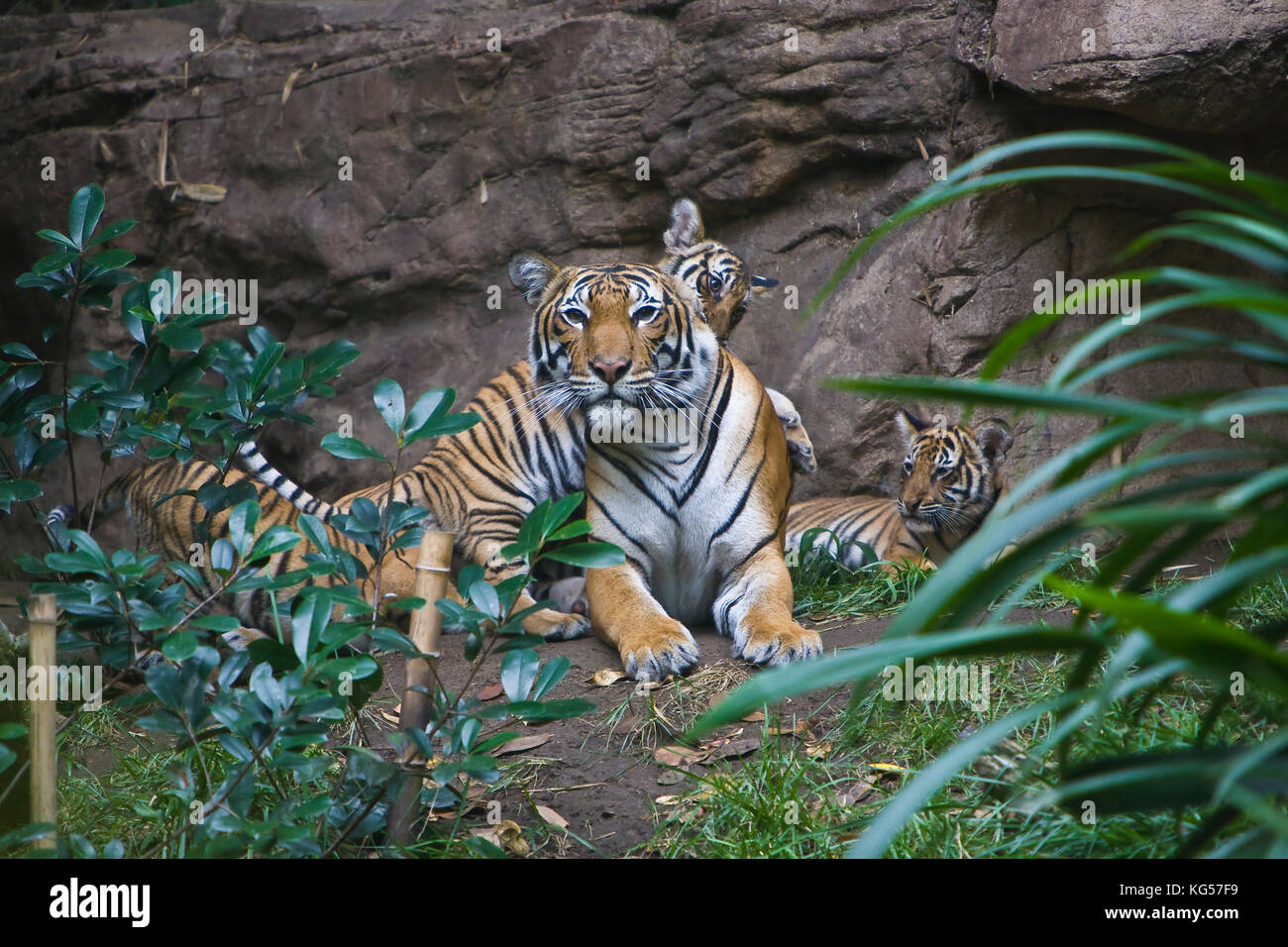 Malayan female tiger and cubs on exhibit at the San Diego Zoo, CA US ...