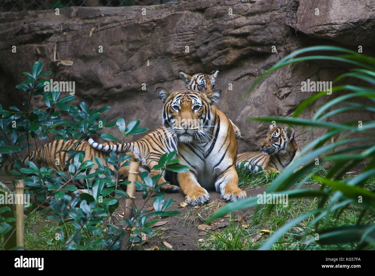 Malayan female tiger and cubs on exhibit at the San Diego Zoo, CA US ...