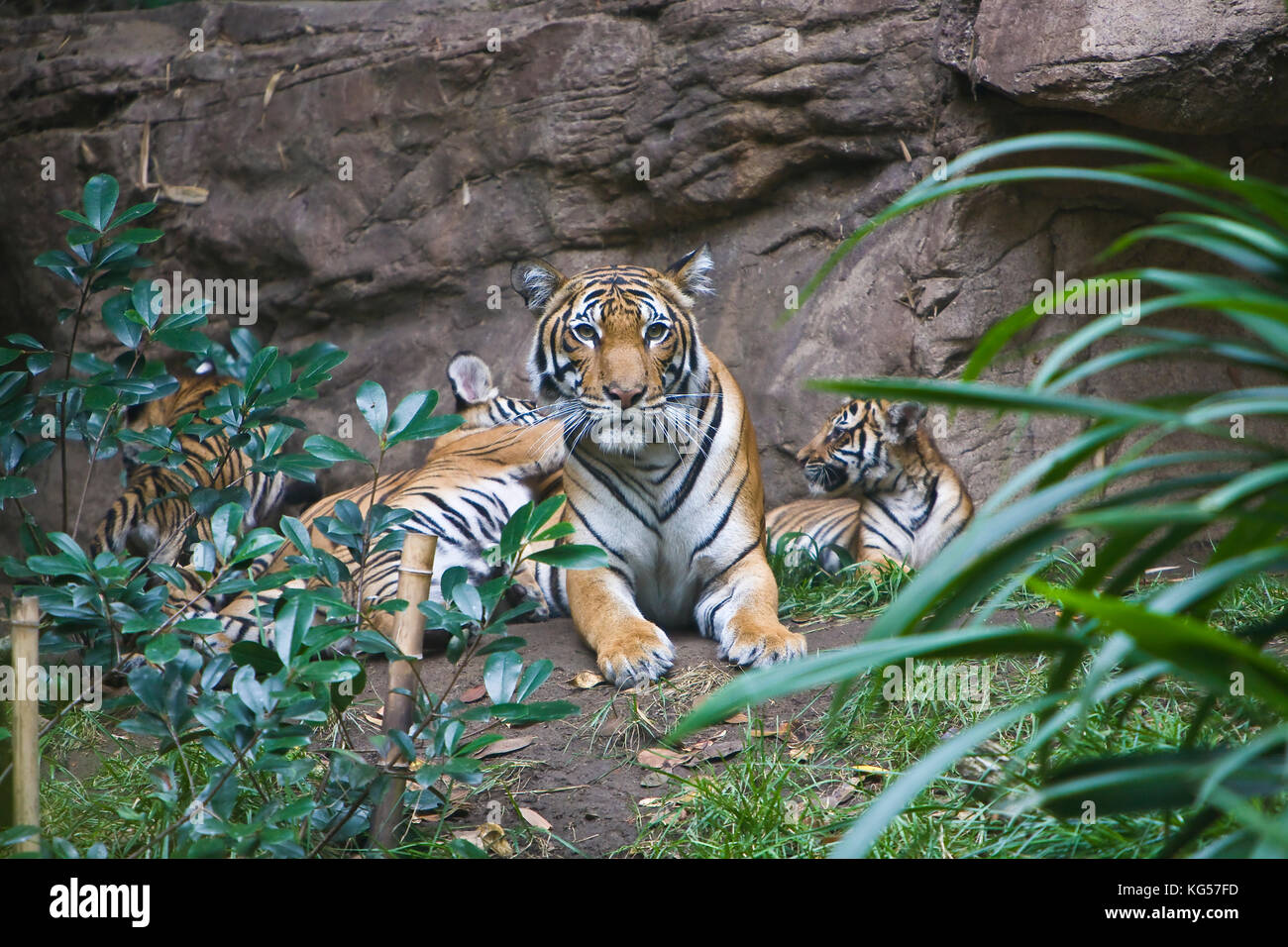 Smallest of the tiger subspecies hi-res stock photography and images ...