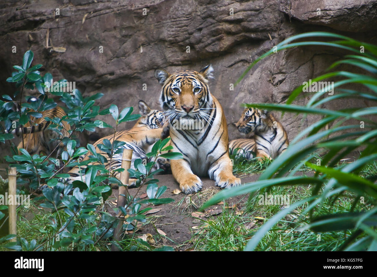 Malayan female tiger and cubs on exhibit at the San Diego Zoo, CA US ...