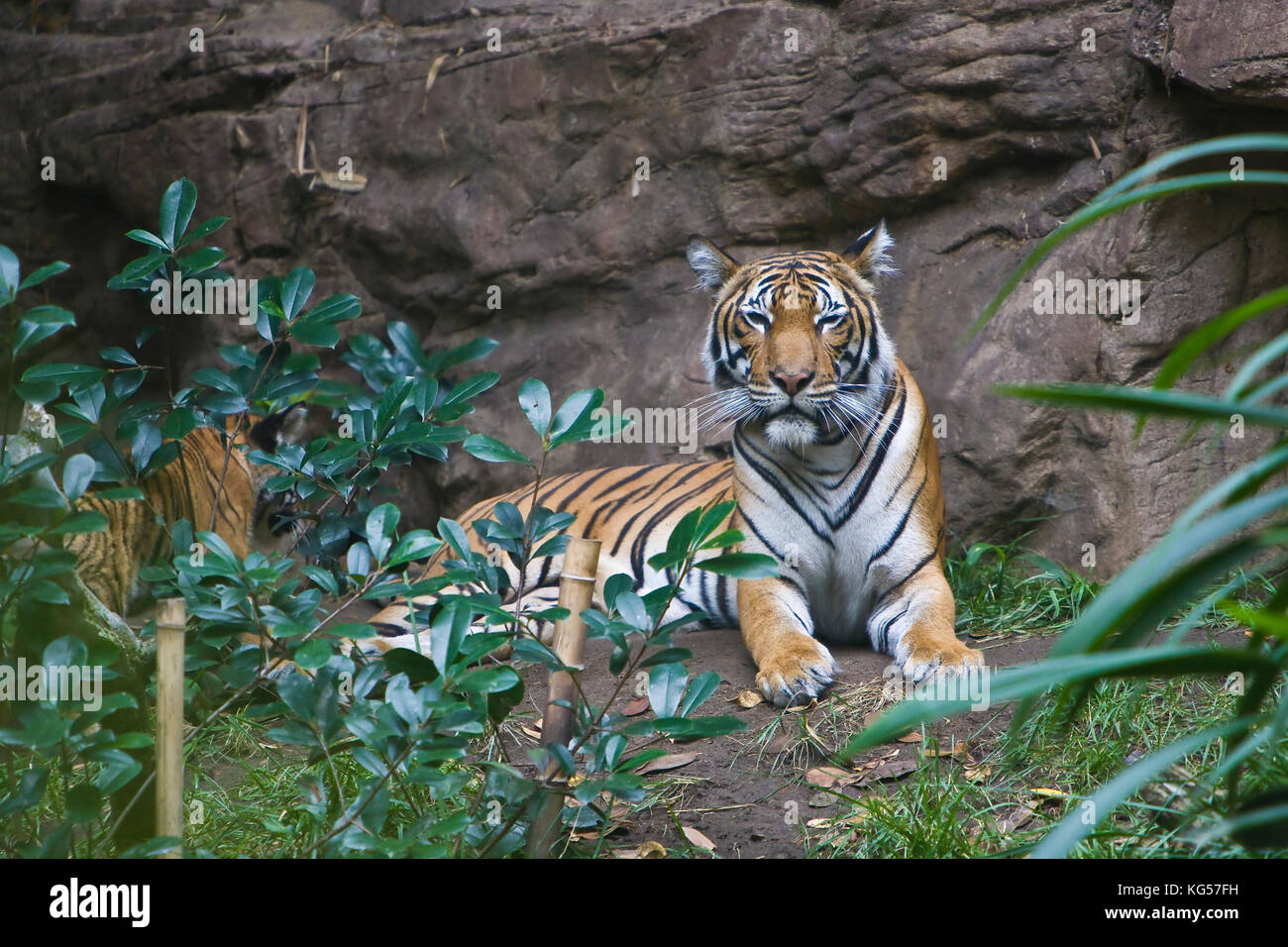 Malayan female tiger lying on rocky ledge squinting. This is perhaps ...