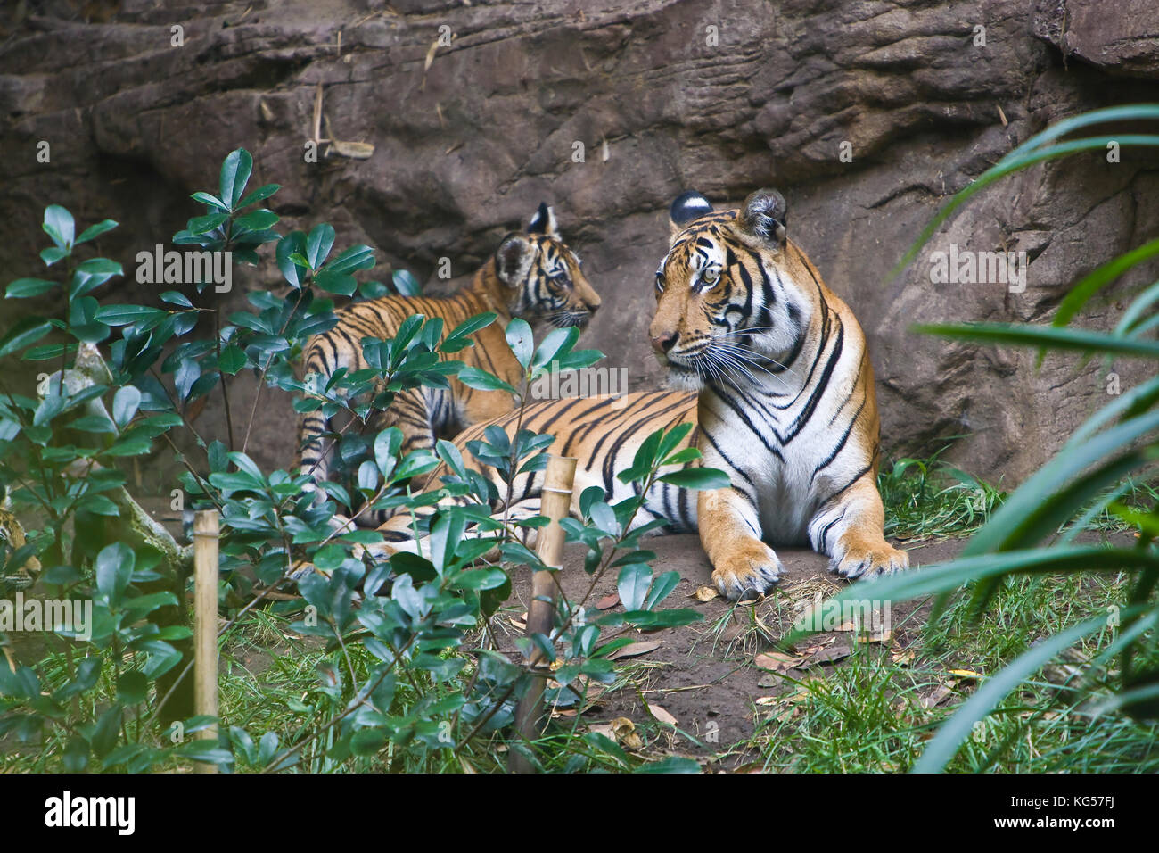 Malayan female tiger and cubs on exhibit at the San Diego Zoo, CA US ...