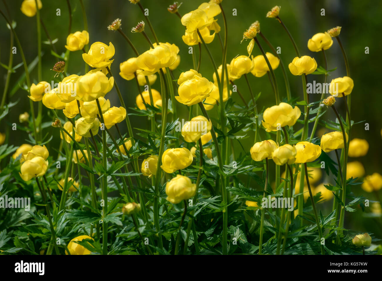 Beautiful floral background with yellow wildflowers Trollius europaeus ...