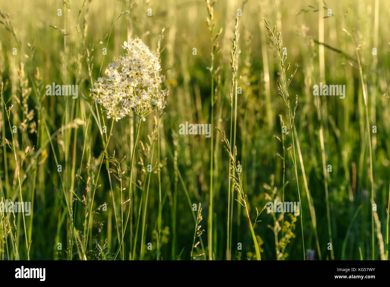 Filipendula vulgaris hi-res stock photography and images - Alamy