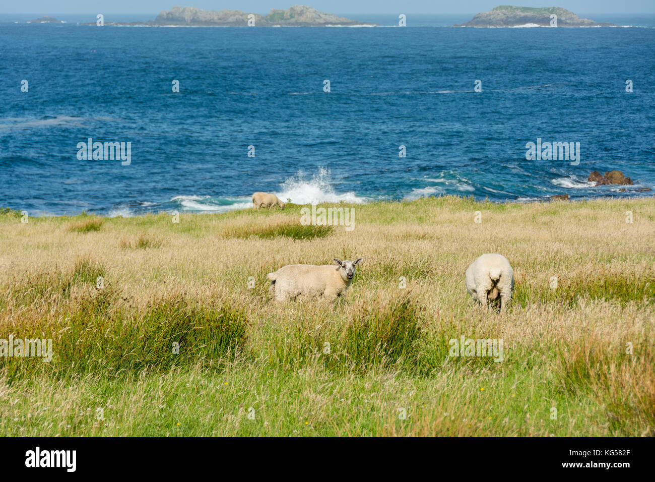 Donegal sheep hi-res stock photography and images - Alamy