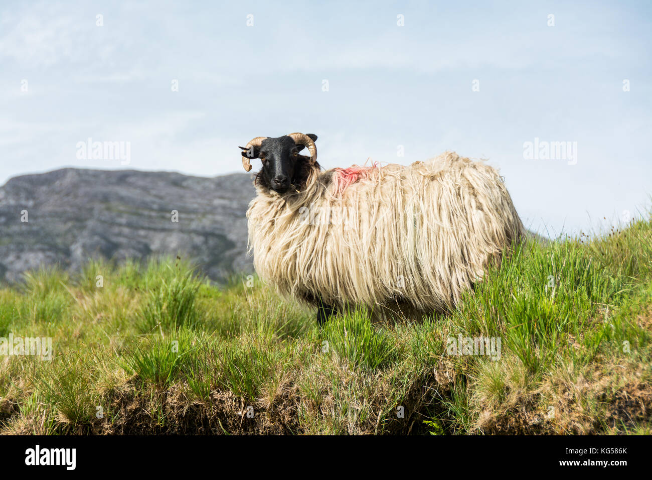 Aran island goat hi-res stock photography and images - Alamy