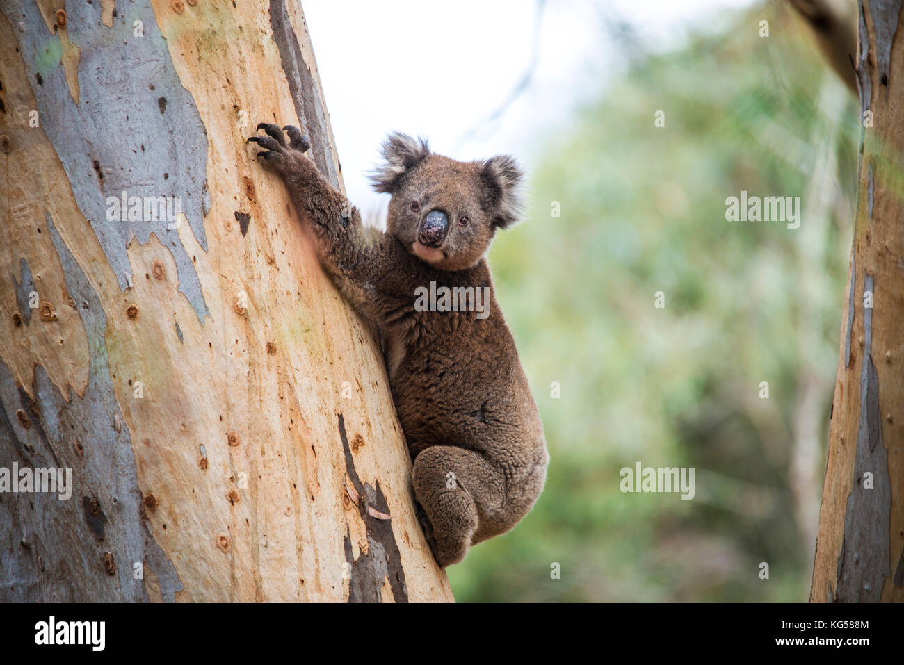 Scenes on Kangaroo Island, South Australia. An island full of wildlife ...