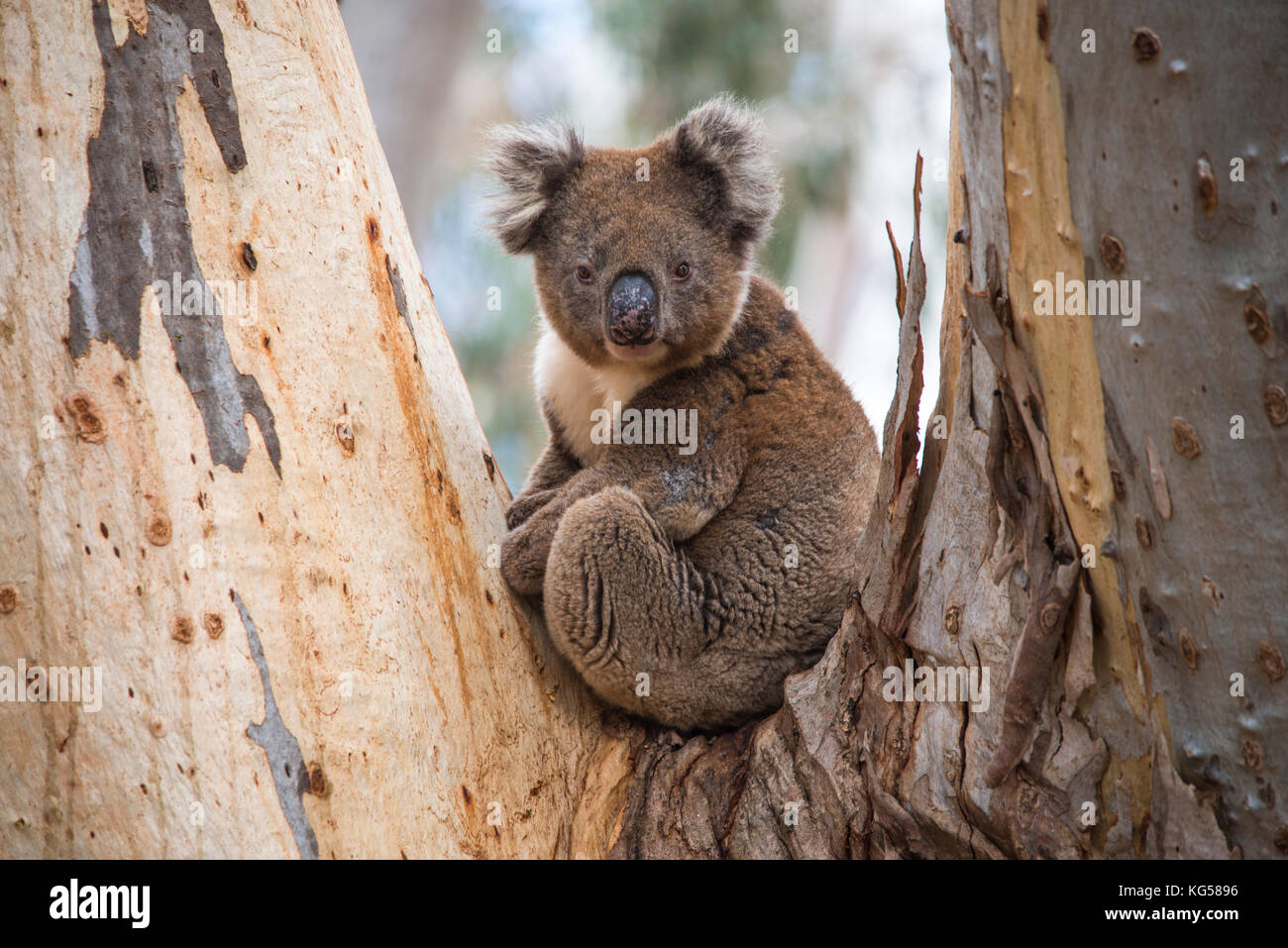 Scenes on Kangaroo Island, South Australia. An island full of wildlife ...