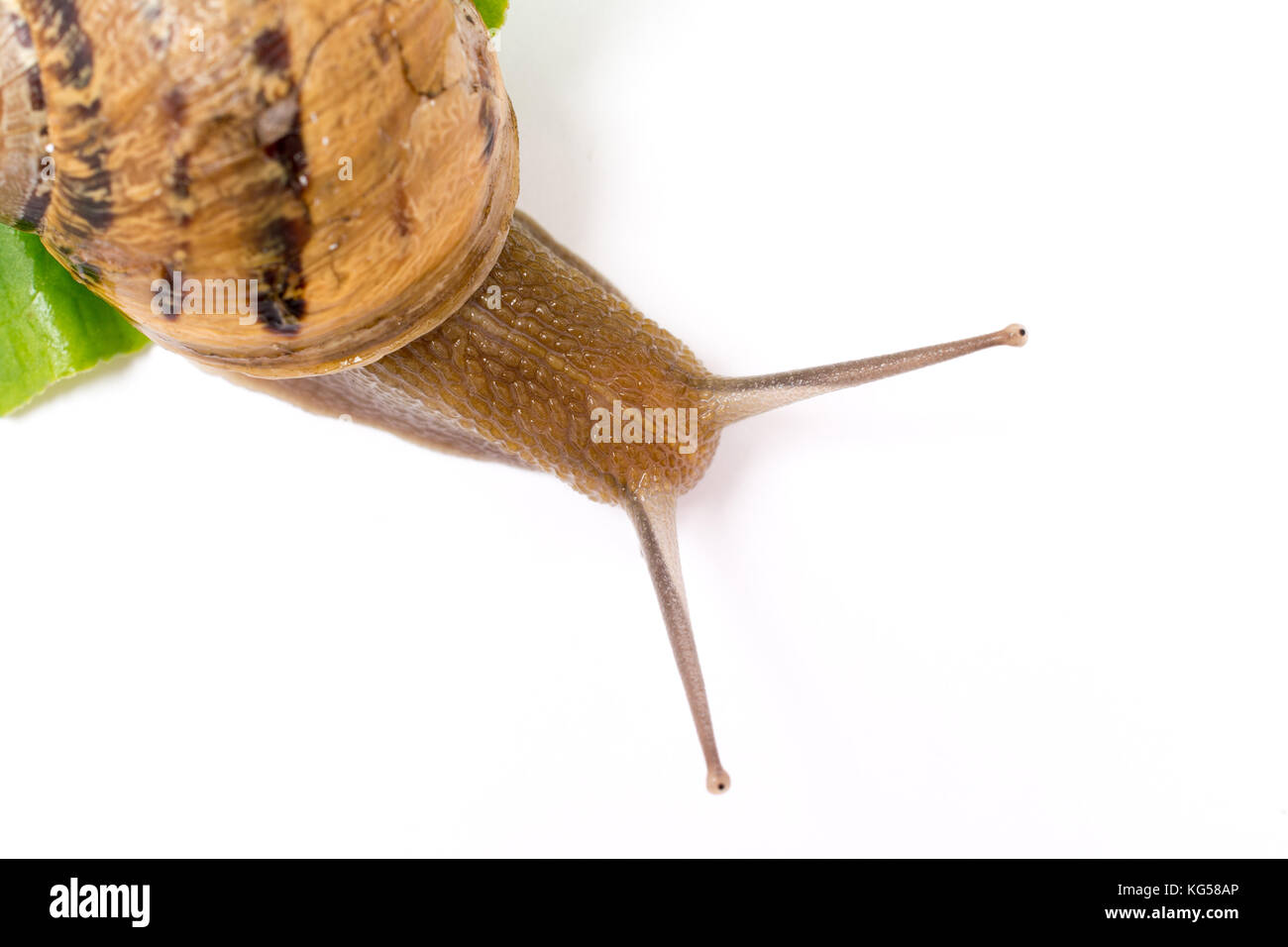 Snail isolated in white background with copy space Stock Photo - Alamy