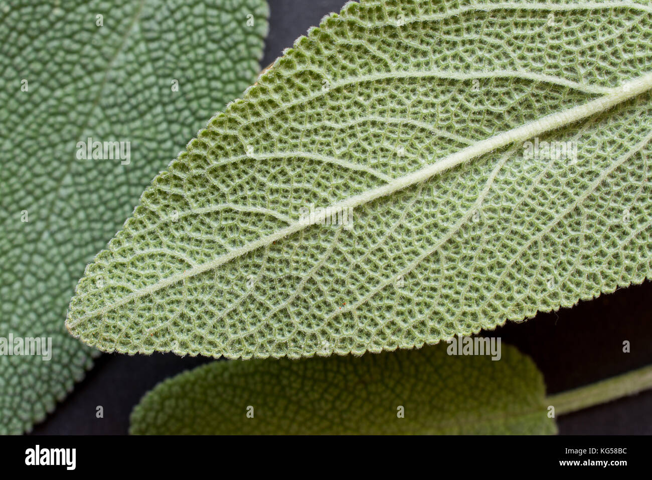 details of fresh sage leaves, close up Stock Photo - Alamy