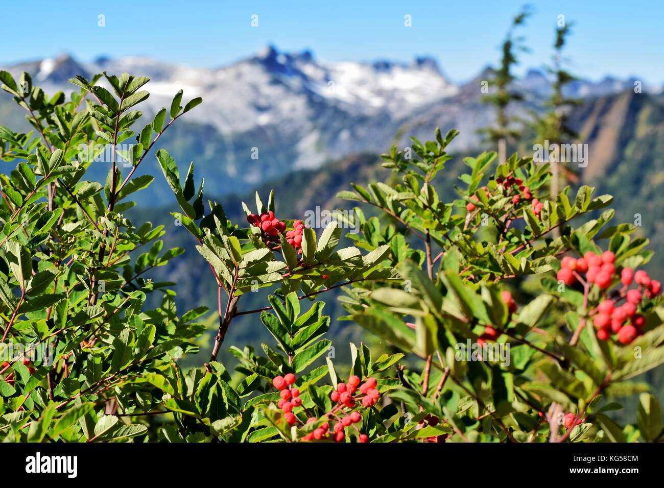 Mountain berries hi-res stock photography and images - Alamy