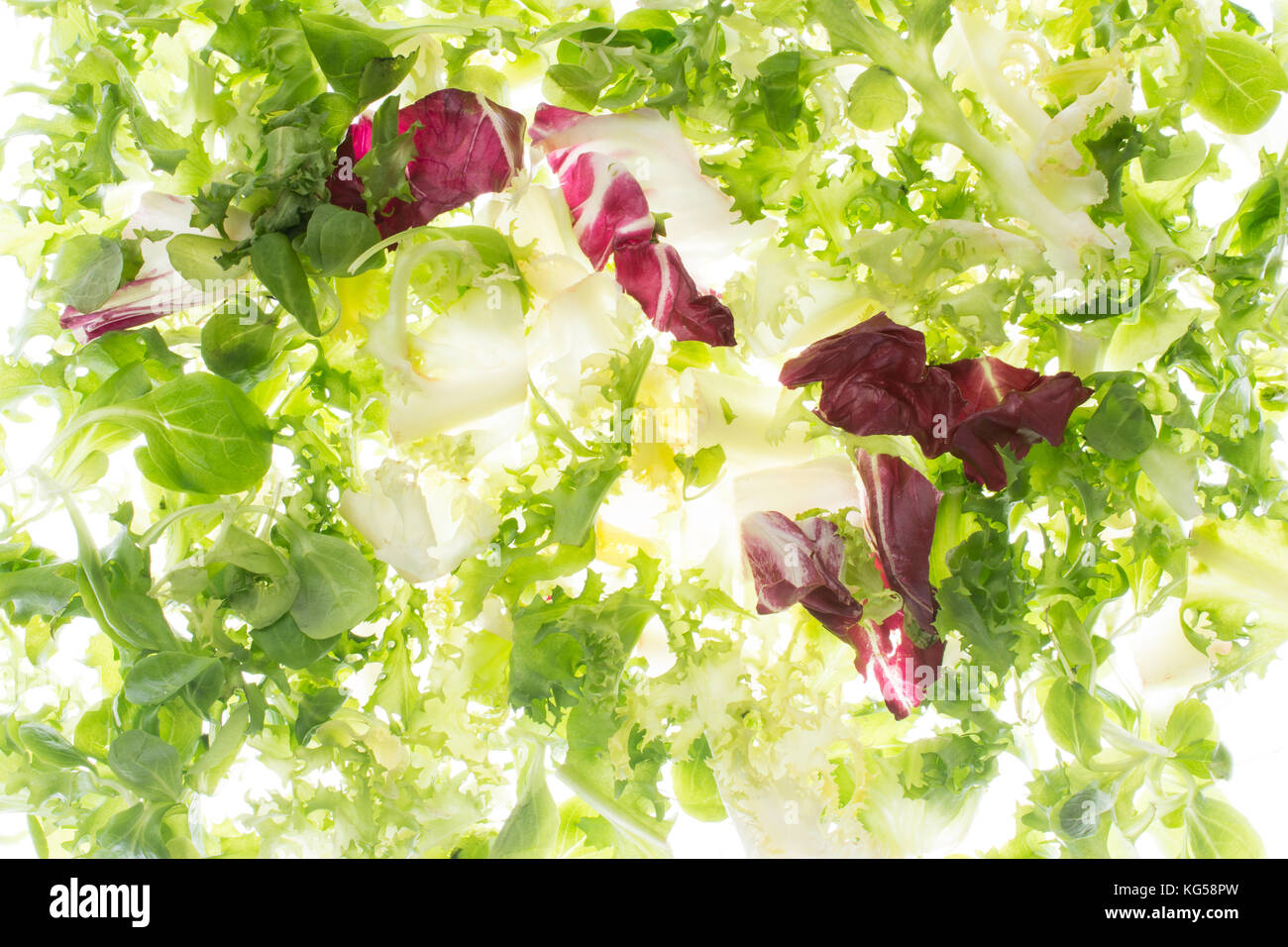 fresh lettuce in backlight. salad fly on white background Stock Photo ...