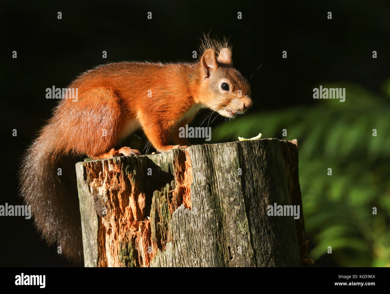 A stunning Red Squirrel (Sciurus vulgaris) sitting on a log Stock Photo ...